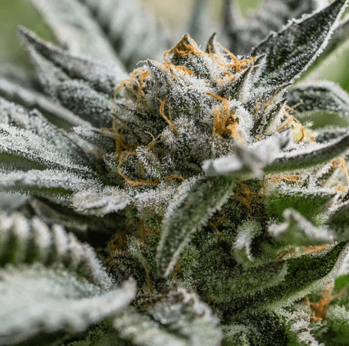 Red Eye Genetics – Cherry Mafia